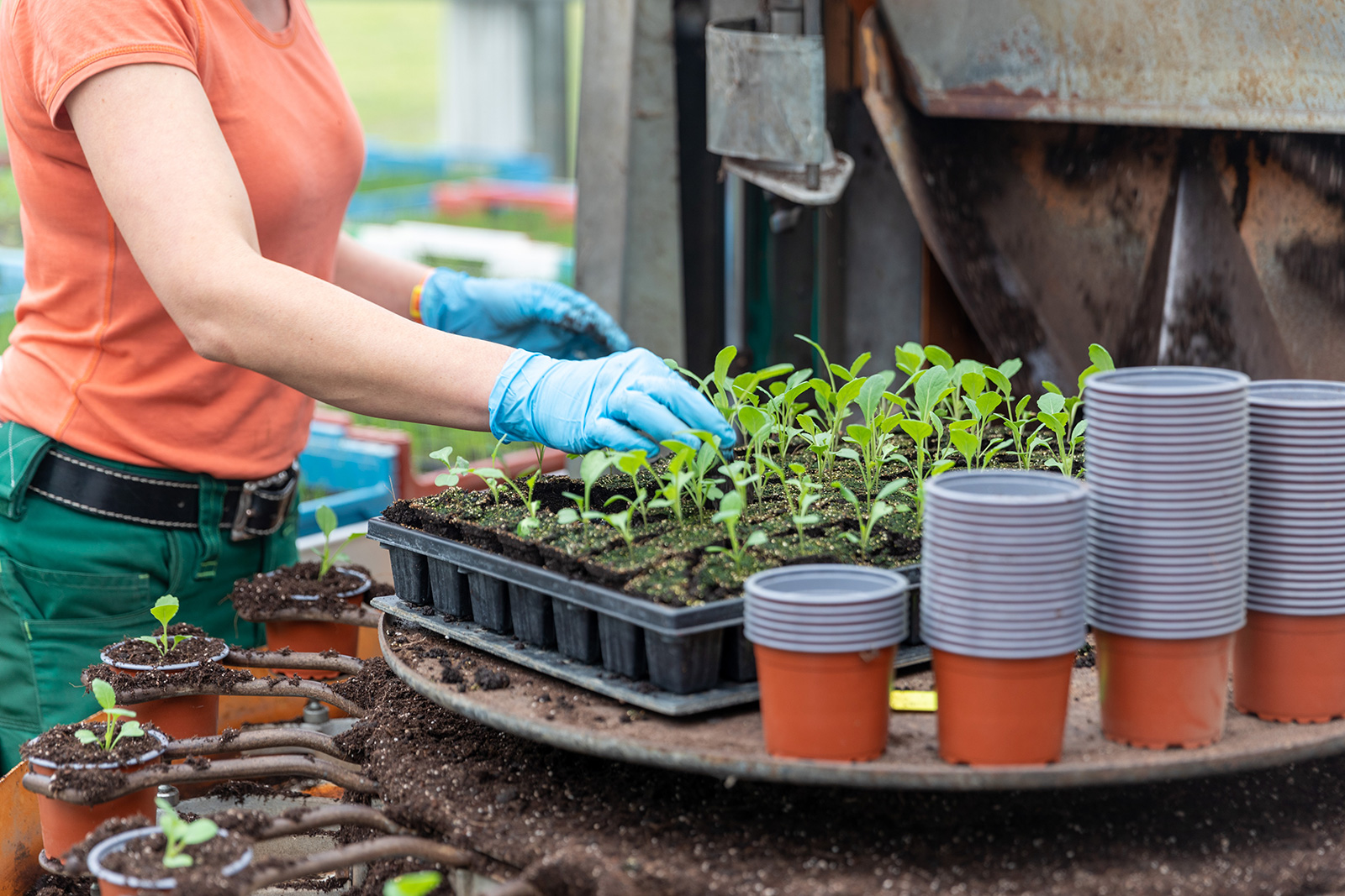 Bio Setzlinge - Online bestellen bei Zollinger Bio